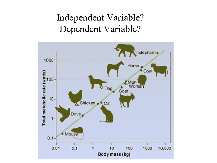 Scientific Method and Designing Your Cricket Experiment Initial