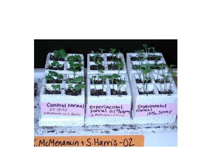 Scientific Method and Designing Your Cricket Experiment Initial