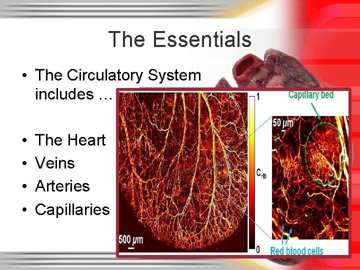 Cells Systems The Circulatory System The Circulatory System