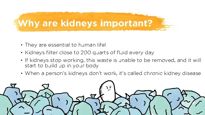 Lets Explore Kidneys What are kidneys Two beanshaped