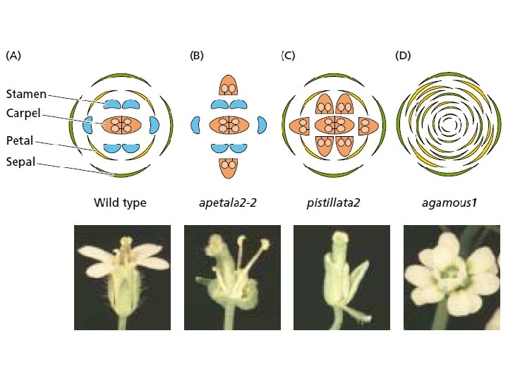 Flowering and its Regulation Prepared by Ashish Sharma