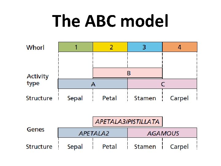 Flowering and its Regulation Prepared by Ashish Sharma