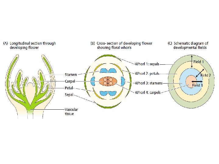 Flowering and its Regulation Prepared by Ashish Sharma