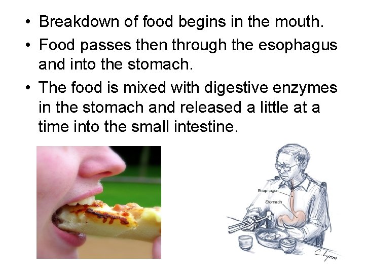 BODY SYSTEMS CELLS TISSUES ORGANS SYSTEMS INTEGUMENTARY SYSTEM