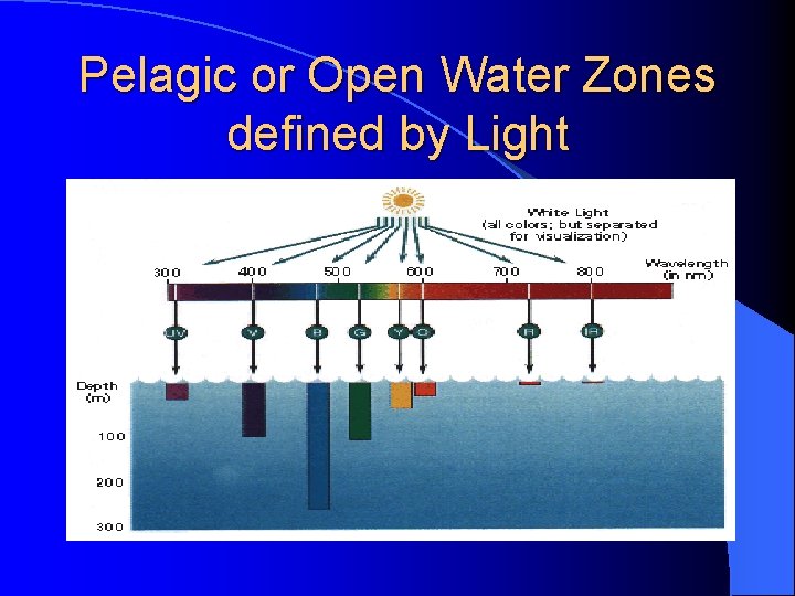 The Ocean Habitat and How Animals Evolved to