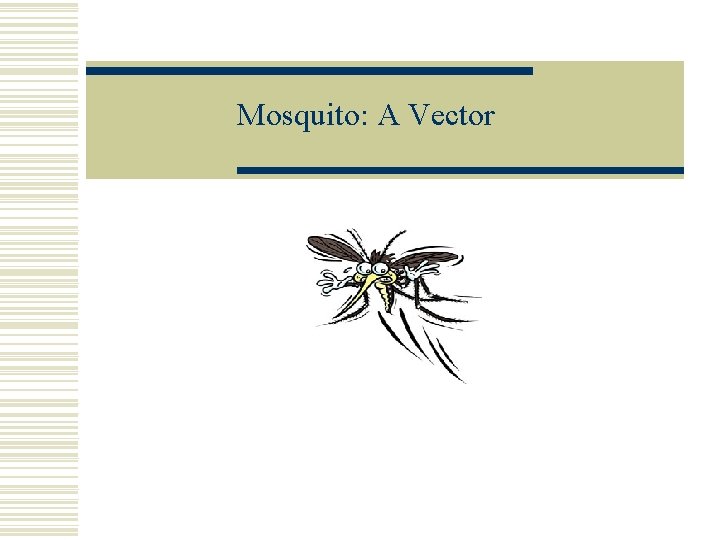 Mosquito A Vector What is a vector w