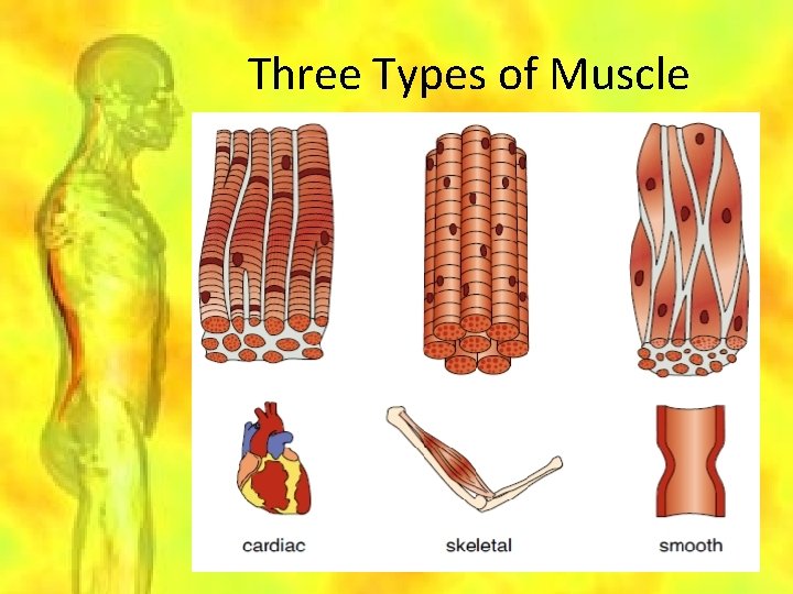 Chapter 13 Drugs for Muscles and Joint Disease