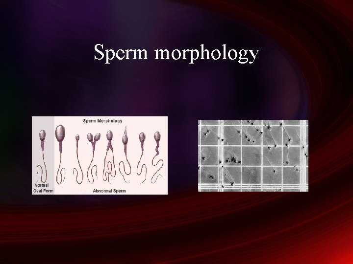 Interpretation of Laboratory Tests A CaseOriented Review of