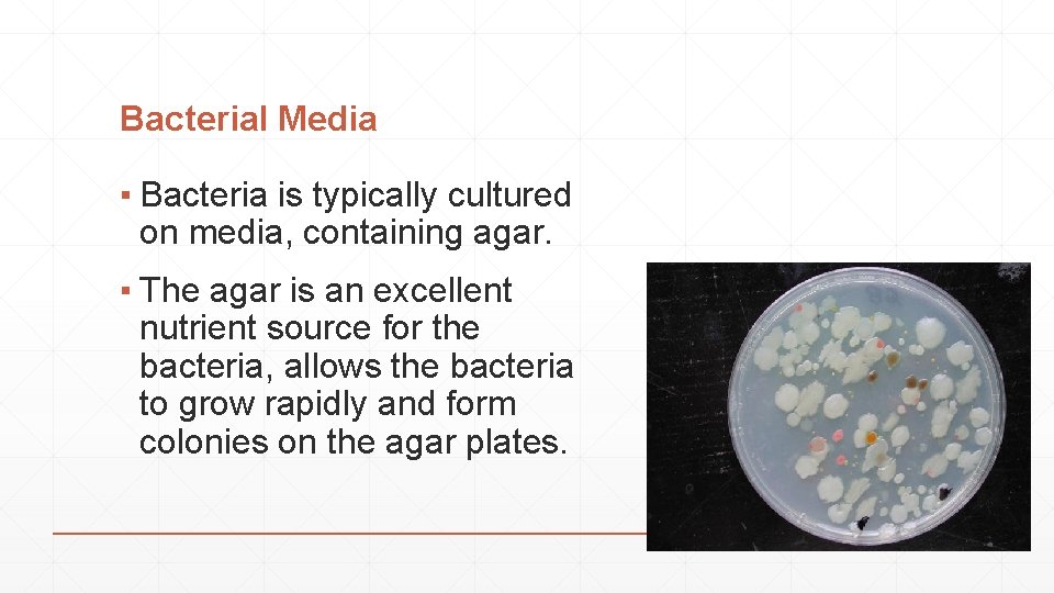 Bacteria So what do we know already about