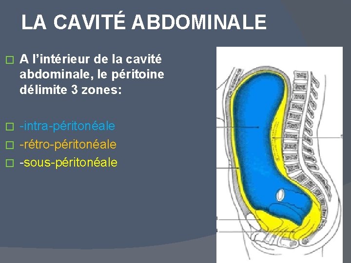 LA CAVITE ABDOMINALE ET SES PAROIS PLAN DU