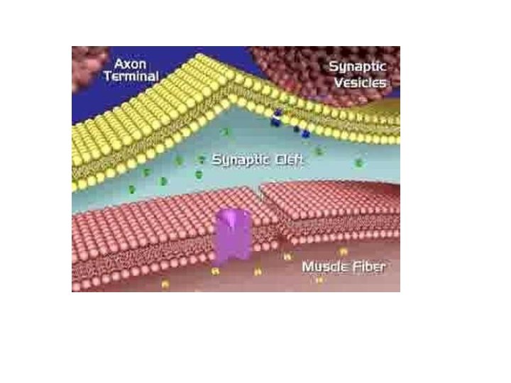 Muscle anatomy and Energy Muscle Layers SARCOLEMMA Sarcolemma