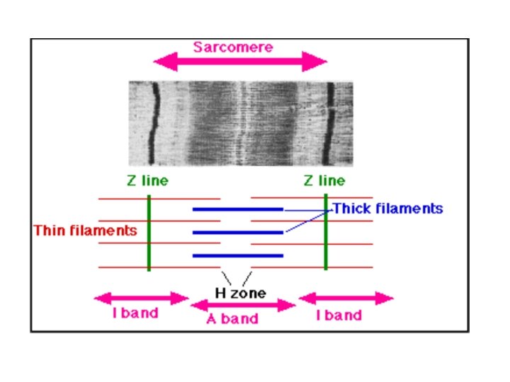 Muscle anatomy and Energy Muscle Layers SARCOLEMMA Sarcolemma