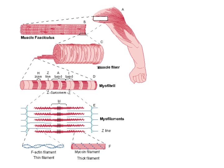Muscle anatomy and Energy Muscle Layers SARCOLEMMA Sarcolemma