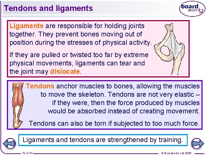 BTEC Sport Joints Tendons and Ligaments These icons