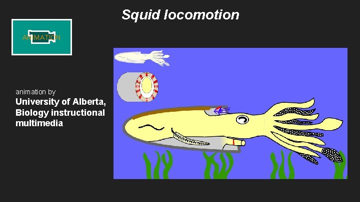 Lab Specimens Animals III Molluscs These video clips