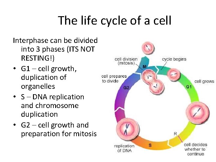 Foundations in Biology Block 1 B Cell division