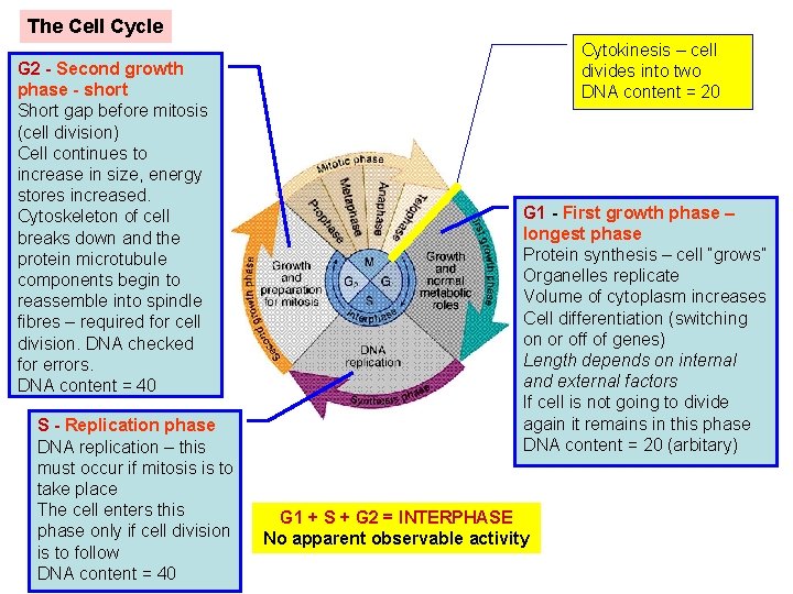 Foundations in Biology Block 1 B Cell division