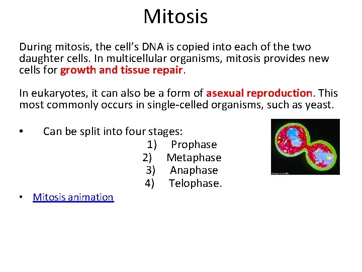Foundations in Biology Block 1 B Cell division