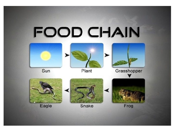 Forest Ecosystem Balance In a forest every organism