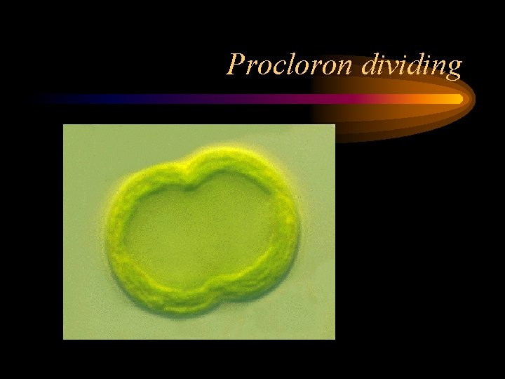 Microscopes Micrographia Robert Hooke 1665 First report of