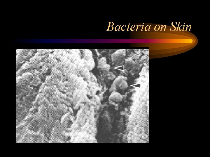 Microscopes Micrographia Robert Hooke 1665 First report of