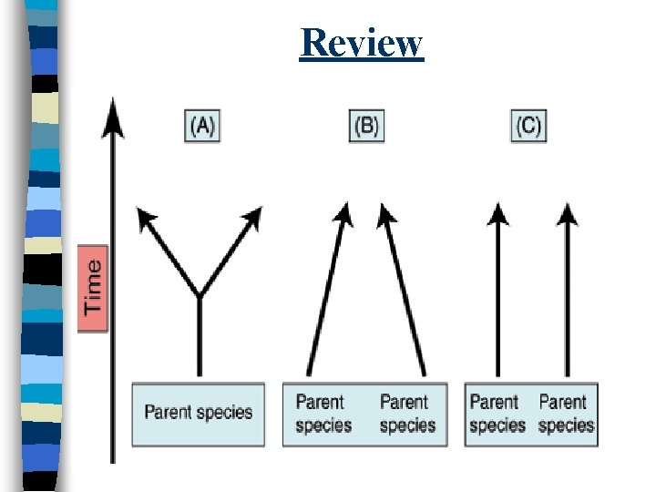 Evolution and Speciation Part 4 Ms Day AP