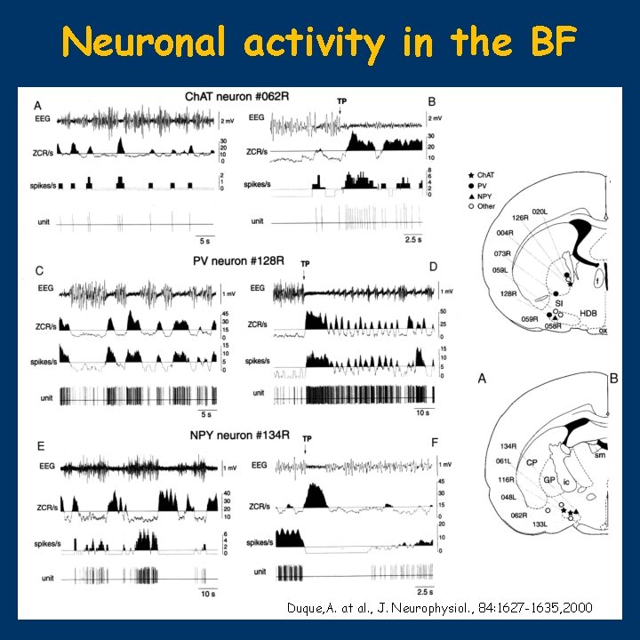 Special role of basal forebrain BF Double role