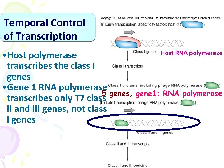 Chapter 8 Major Shifts in Bacterial Transcription Copyright