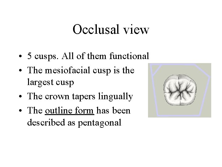 PERMANENT MANDIBULAR MOLARS MANDIBULAR st 1 the largest