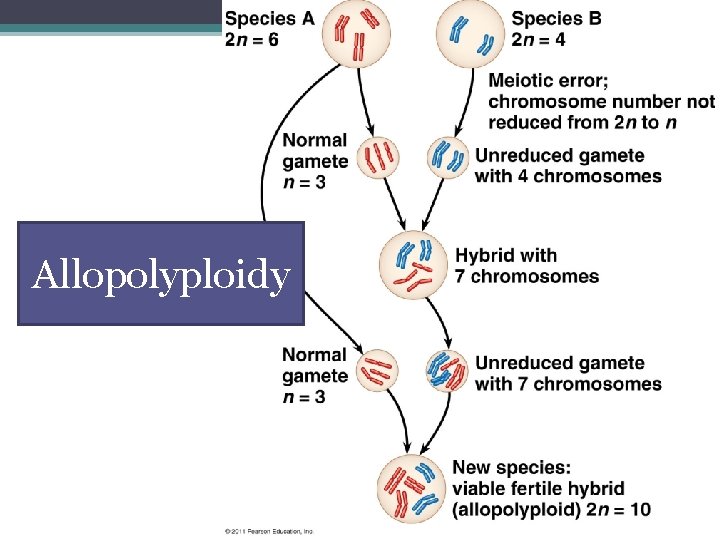 Chapter 24 Ch 24 The Origin of Species