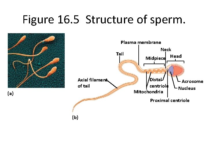 Bio 1108 Reproductive System Male and Female Anatomy