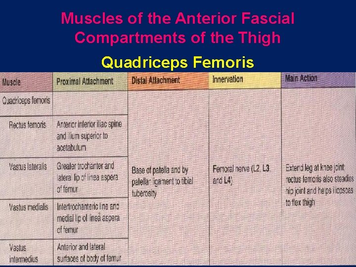 ANATOMY OF LOWER LIMB DR SIDRA HASAN 1