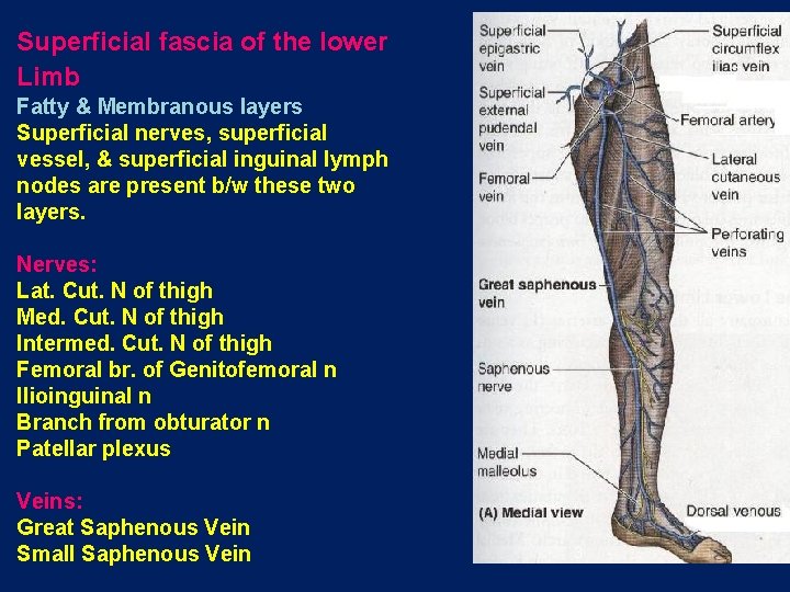 ANATOMY OF LOWER LIMB DR SIDRA HASAN 1