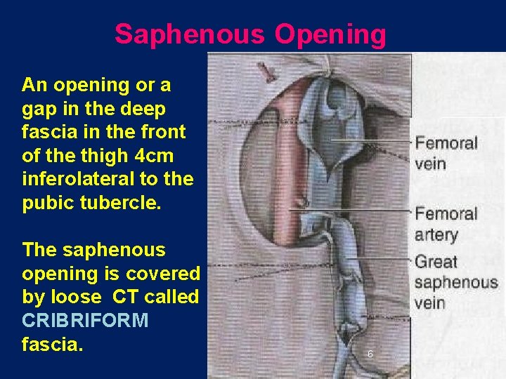 ANATOMY OF LOWER LIMB DR SIDRA HASAN 1