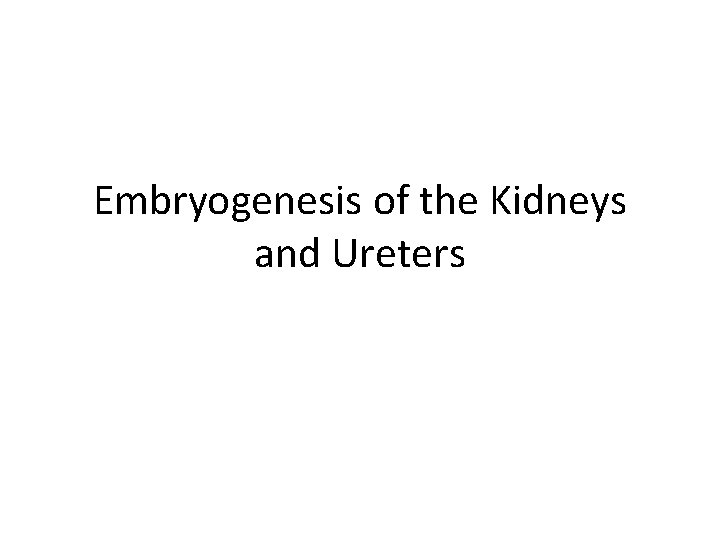 Embryogenesis of the Kidneys and Ureters Normal Development