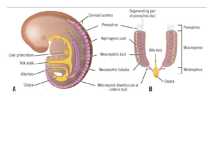Embryogenesis of the Kidneys and Ureters Normal Development