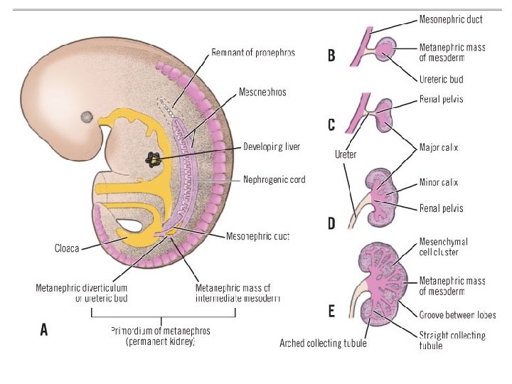 Embryogenesis of the Kidneys and Ureters Normal Development