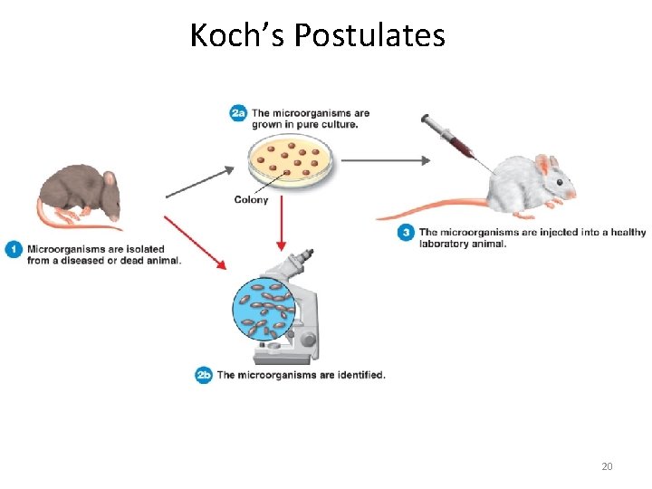 Establishing Infection In order to cause disease pathogen