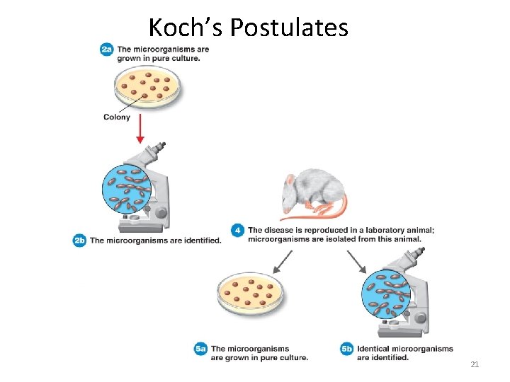 Establishing Infection In order to cause disease pathogen