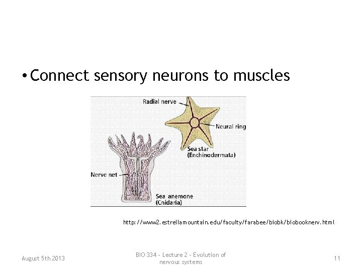 Evolution of nervous systems Bio 334 Neurobiology 1