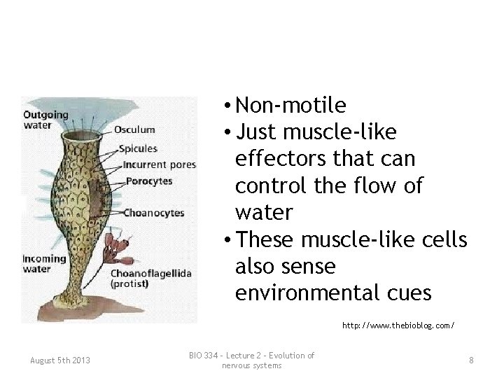 Evolution of nervous systems Bio 334 Neurobiology 1
