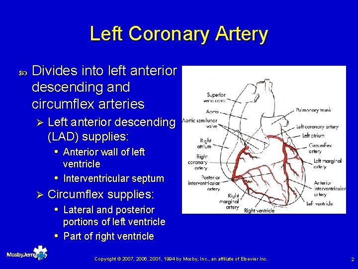 Coronary Arteries Supply arterial blood to heart muscle
