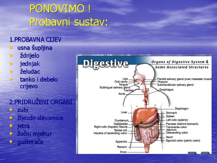 ZDRAVSTVENO UILITE ZAGREB Kleofina Butui dr med ANATOMIJA
