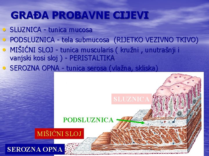 ZDRAVSTVENO UILITE ZAGREB Kleofina Butui dr med ANATOMIJA