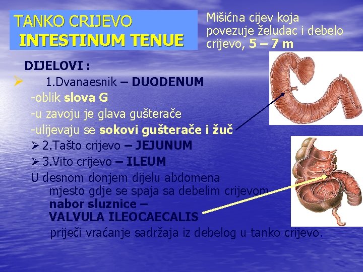 ZDRAVSTVENO UILITE ZAGREB Kleofina Butui dr med ANATOMIJA