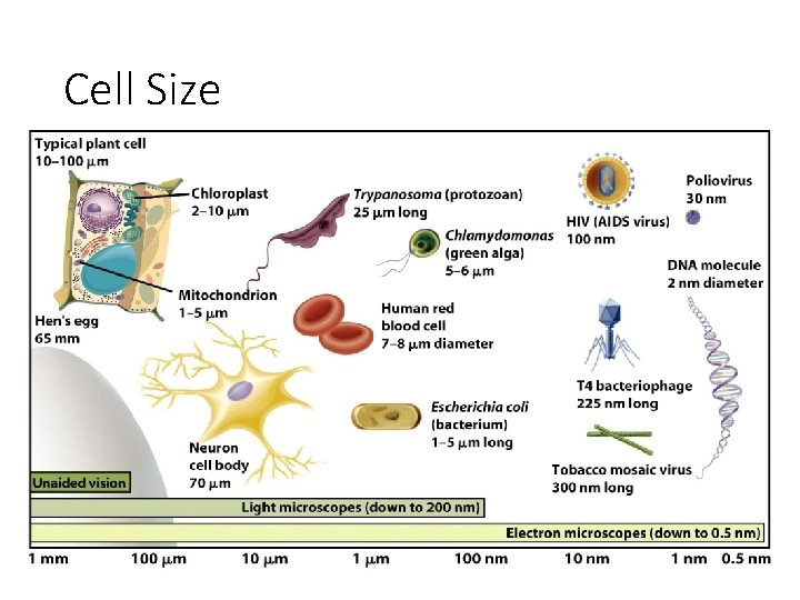 Cell Theory and Types of Cells Cells Smallest