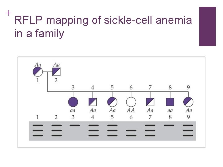 Human protein production Transgenic organisms RFLP analysis Human