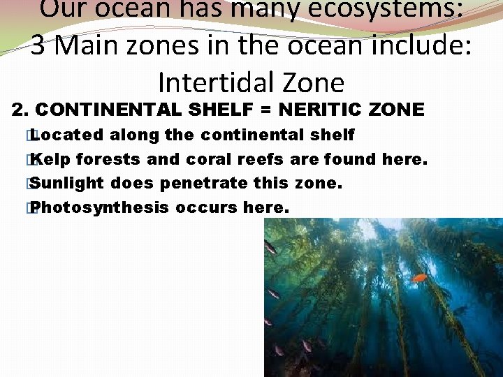 Ocean Ecosystems Intertidal Neritic and Deep Ocean Zones