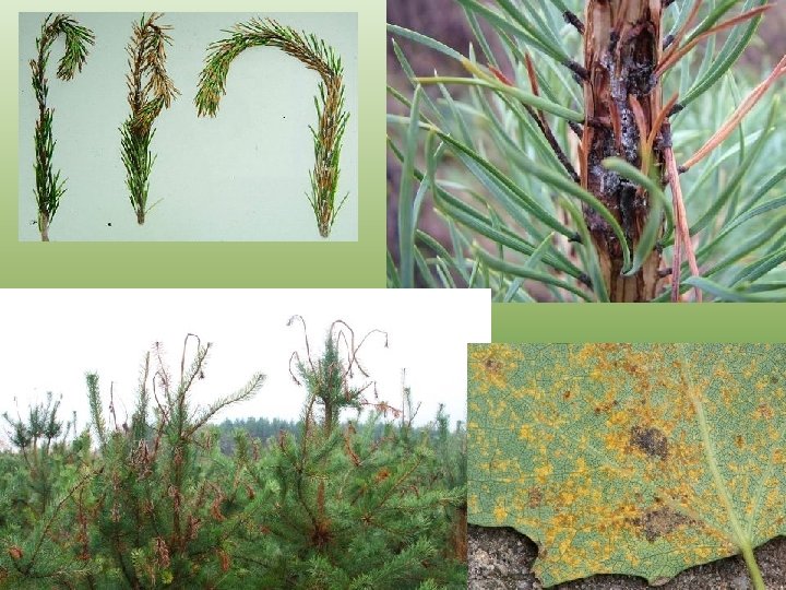 Tri faktora su bitna za nastanak i razvoj