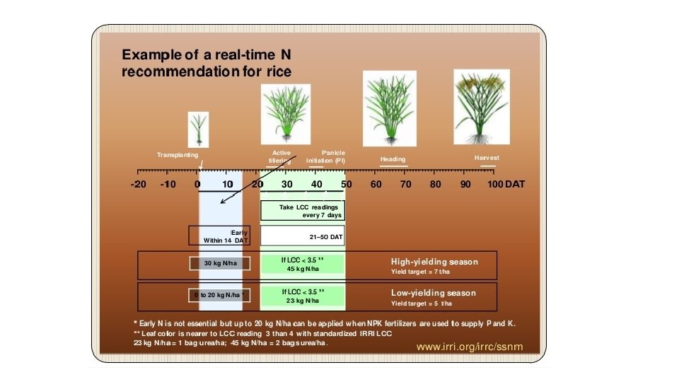 LEAF COLOR CHART Tool for real time N